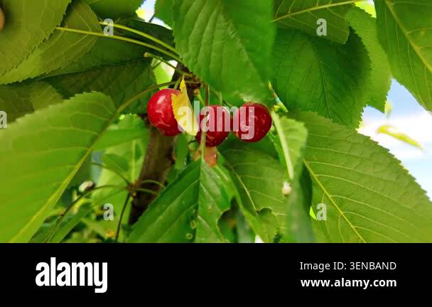 High-quality slow-motion footage showcasing a close-up of three ripe ...