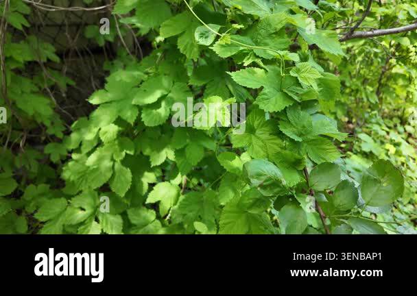 Close-up of lush green vine leaves growing wild in a summer forest ...