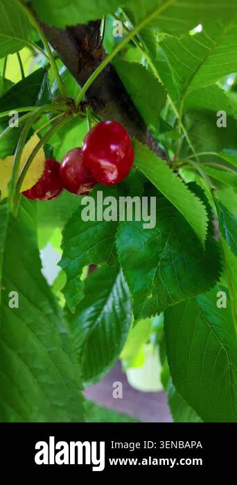 High-quality slow-motion footage showcasing a close-up of three ripe ...
