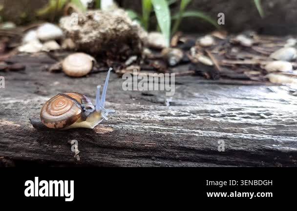 A snail is climbing on wood, outdoor Chiangmai Thailand Stock Video ...