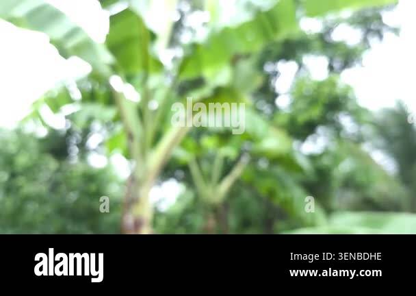 Blurred rain is falling on the tree, Chiangmai Thailand Stock Video ...