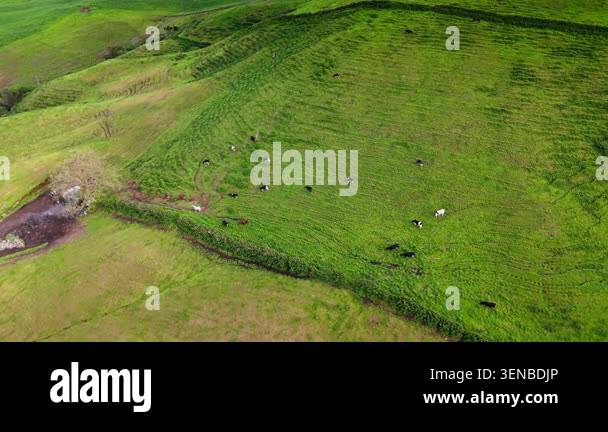 Drone flying over cattle of cows grazing in green field on Sao Miguel ...