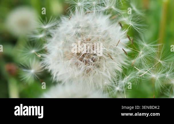 Dandelion flower called dandelion Stock Video Footage - Alamy
