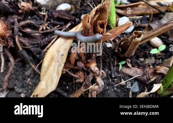 A millipede is moving on ground,outdoor Chiangmai TThailand Stock Video ...