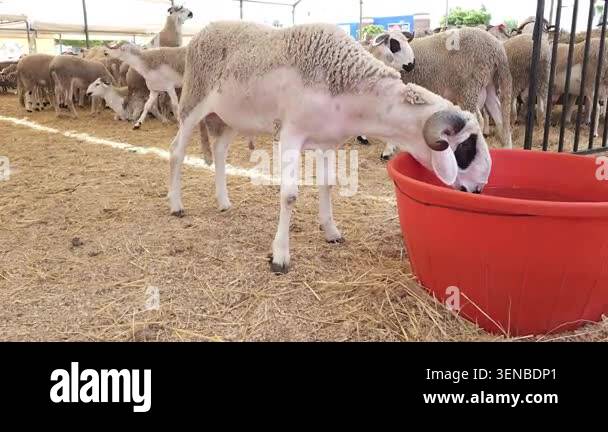Sardi ram drinking water from a red plastic tub at a livestock market ...
