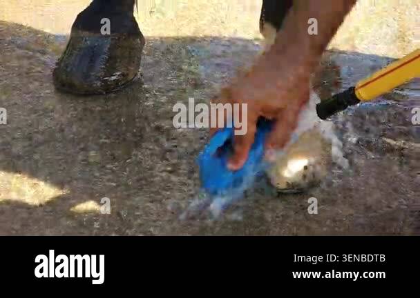 Close-up of a groom washing horse hooves with a brush and water hose ...