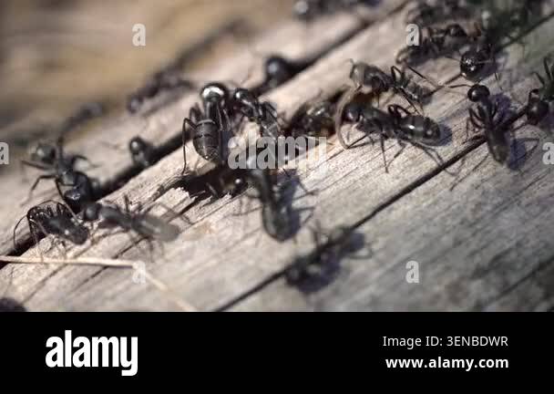 Extreme close-up shot of a colony of black carpenter ants active on dry ...
