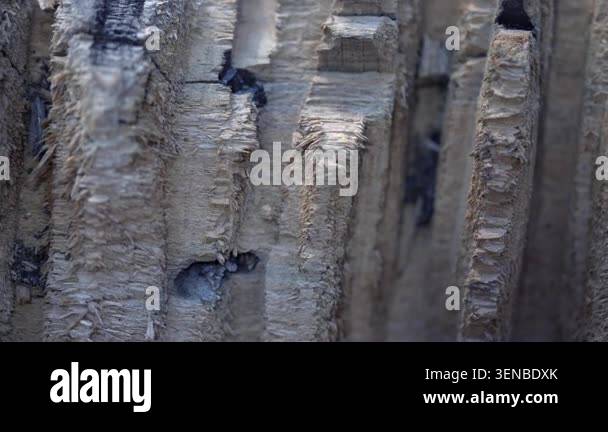Detailed close-up view of a rough splintered wooden log with deep ...