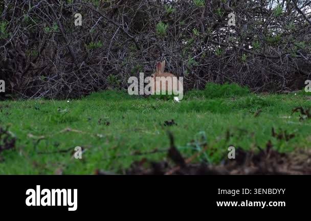 Wild red colored rabbit eating grass and hopping across meadow Stock ...
