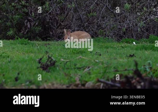 Wild rabbit eating grass and looking around Stock Video Footage - Alamy