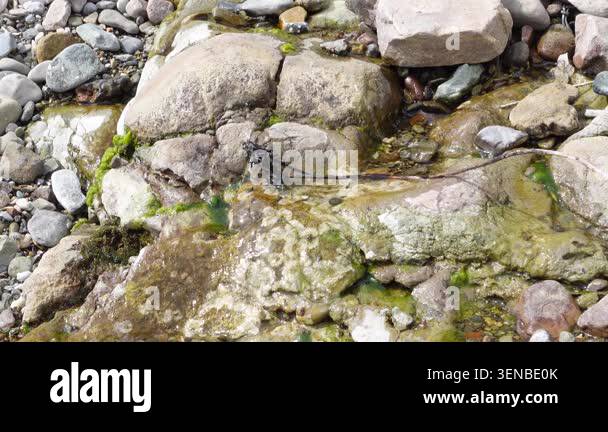 Clear water stream running through stones and pebbles Stock Video ...