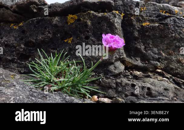 Sea pink flower swaying in wind among rocky landscape close up Stock ...