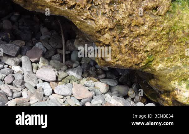 Water dripping from rock onto stones loop Stock Video Footage - Alamy