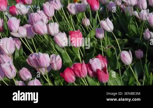 Pink and red tulips swaying in wind close up Stock Video Footage - Alamy
