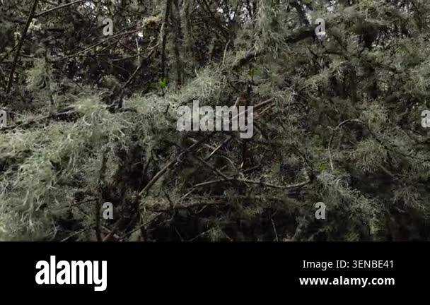 Old man's beard lichen on branches Stock Video Footage - Alamy