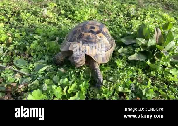 tortoise turtle slowly moving through the scene on green grass walking ...