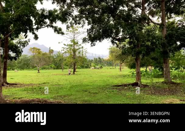A cow grazes in a green meadow against the backdrop of mountains and ...