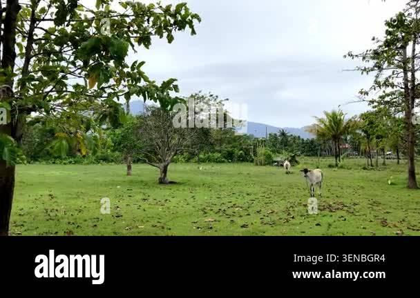 A cow grazes in a green meadow against the backdrop of mountains and ...