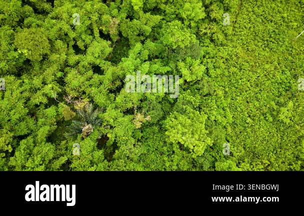Aerial Top Down View of Dense Tropical Rainforest Canopy Texture in ...