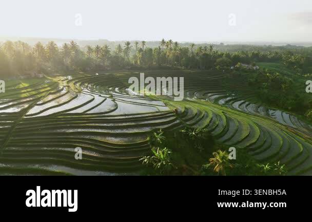 Beautiful Rice Terraces and palms in the morning lights. An iconic ...