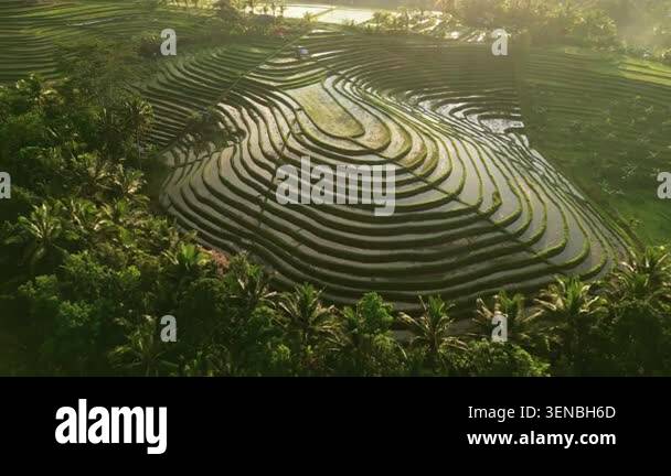 Perfect Rice Terraces in the morning lights. An iconic landscape of ...