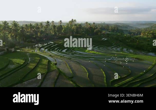 Beautiful Rice Terraces with a flock of flying birds. An iconic ...