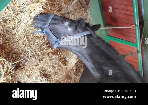 Horse, Horses, animal show, goat, camel, llama, rabbit, animal park ...