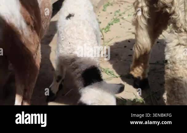 Horse, Horses, animal show, goat, camel, llama, rabbit, animal park ...