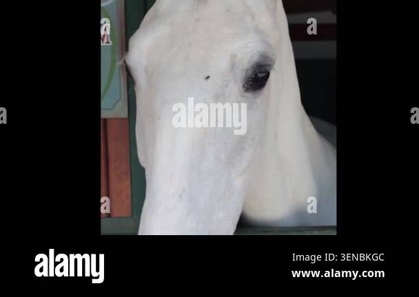 Horse, Horses, animal show, goat, camel, llama, rabbit, animal park ...