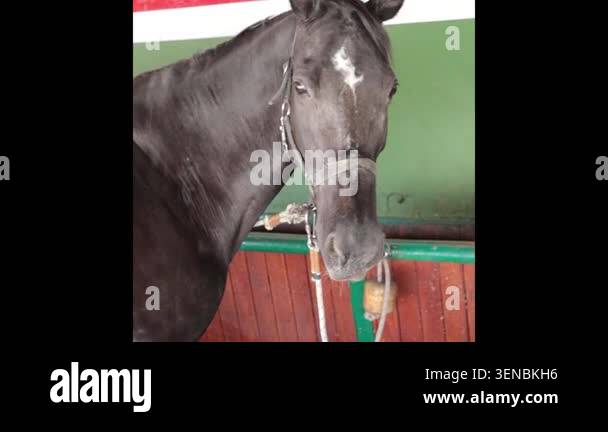 Horse, Horses, animal show, goat, camel, llama, rabbit, animal park ...