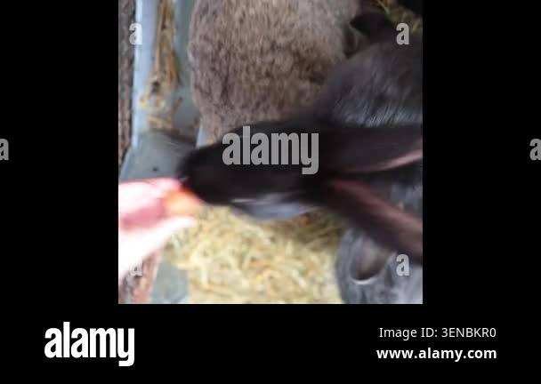 Horse, Horses, animal show, goat, camel, llama, rabbit, animal park ...