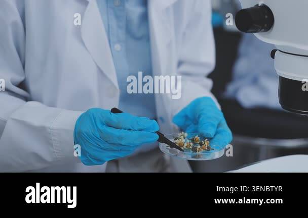 close - up of scientist in protective gloves holding microscopic ...