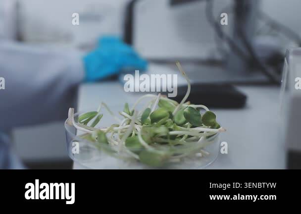 scientist examining microgreens with microgreens in laboratory Stock ...
