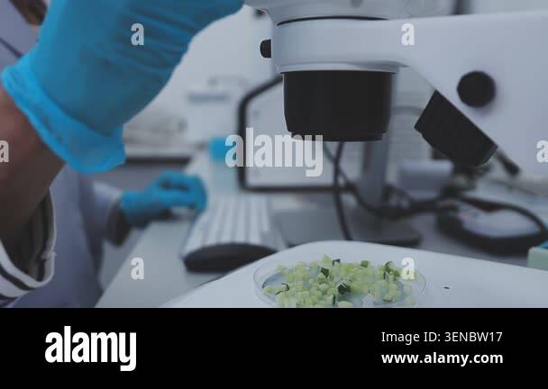 scientist working in laboratory Stock Video Footage - Alamy