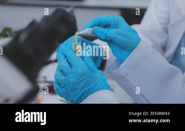 laboratory assistant with a microscope in the laboratory laboratory ...