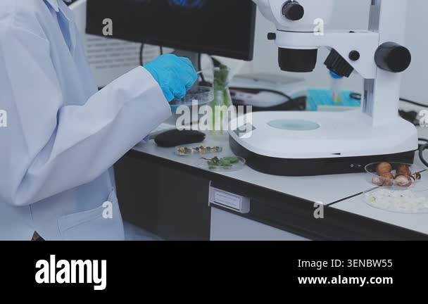 scientist looking for food in laboratory Stock Video Footage - Alamy