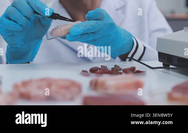close up of scientist holding samples of meat in laboratory Stock Video ...