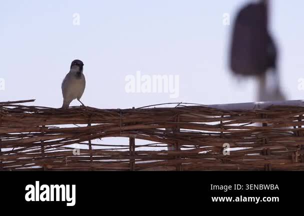 Single house sparrow, passer domesticus, perching on a rustic wicker ...