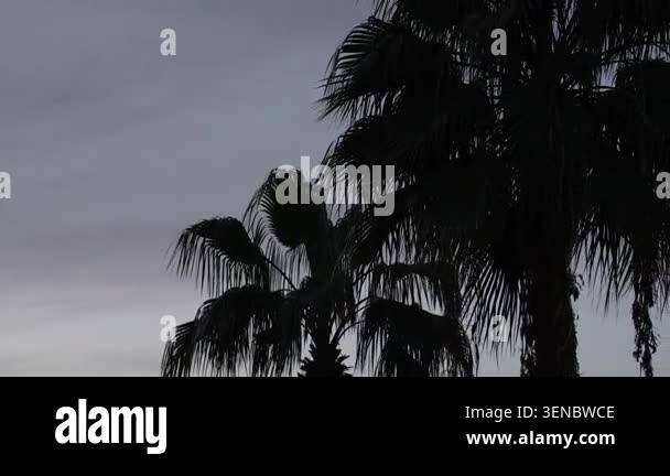 Dark silhouettes of palm tree fronds swaying gently in the wind against ...