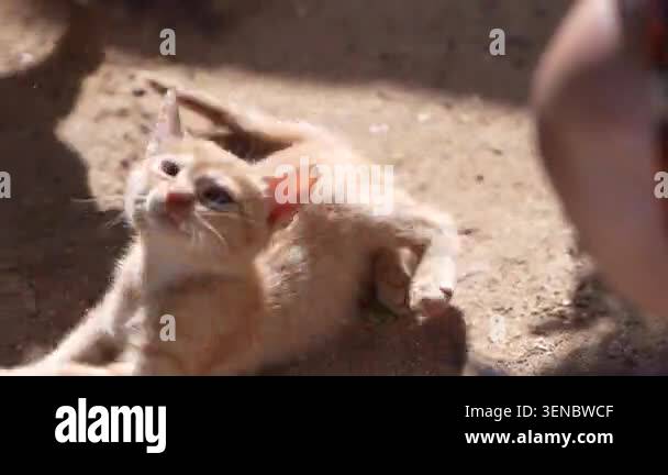 Adorable ginger tabby kitten with blue eyes playing with a human hand ...