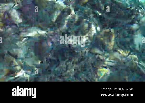 Numerous small fish swimming together in the crystal clear turquoise ...