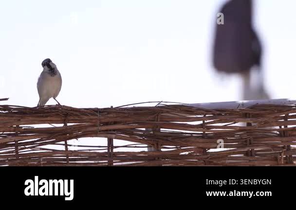 Solitary male house sparrow standing on a wicker fence, curiously ...