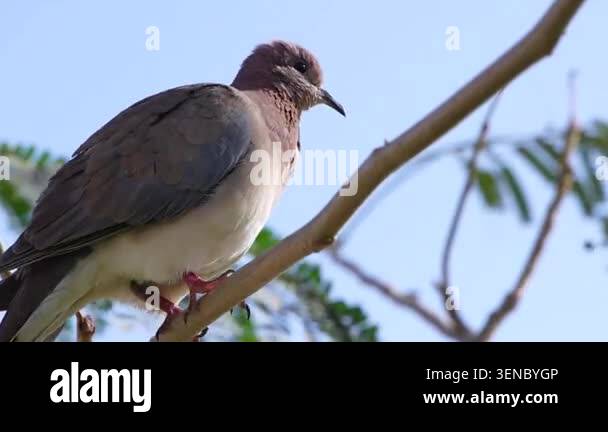 Beautiful laughing dove perching on a tree branch with green leaves ...
