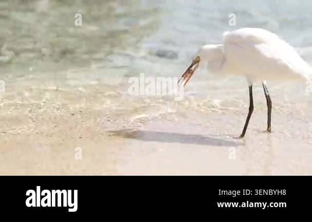 Majestic white egret standing on a sandy shoreline, skillfully catching ...