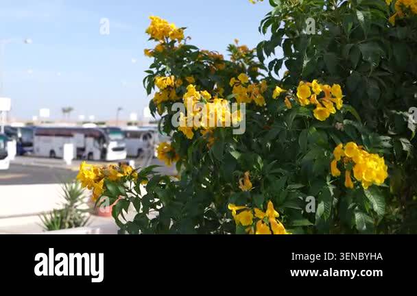 Beautiful yellow trumpetbush flowers fluttering in the wind on a sunny ...