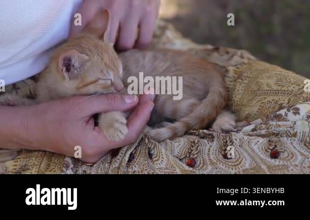 Woman's hands gently caressing a cute, tiny ginger kitten sleeping ...