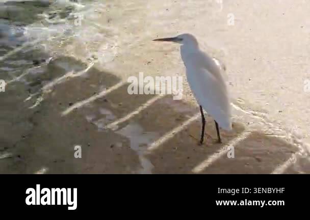 Majestic white egret standing still on a tropical sandy beach while ...