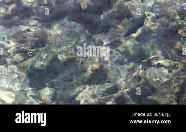 Group of bluespotted cornetfish swimming together in the shallow ...