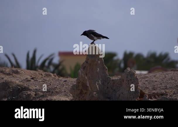 Hooded crow perching on a pointy rock in the egyptian desert of marsa ...