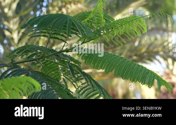 Beautiful feathery green leaves of an acacia tree swaying gently in a ...
